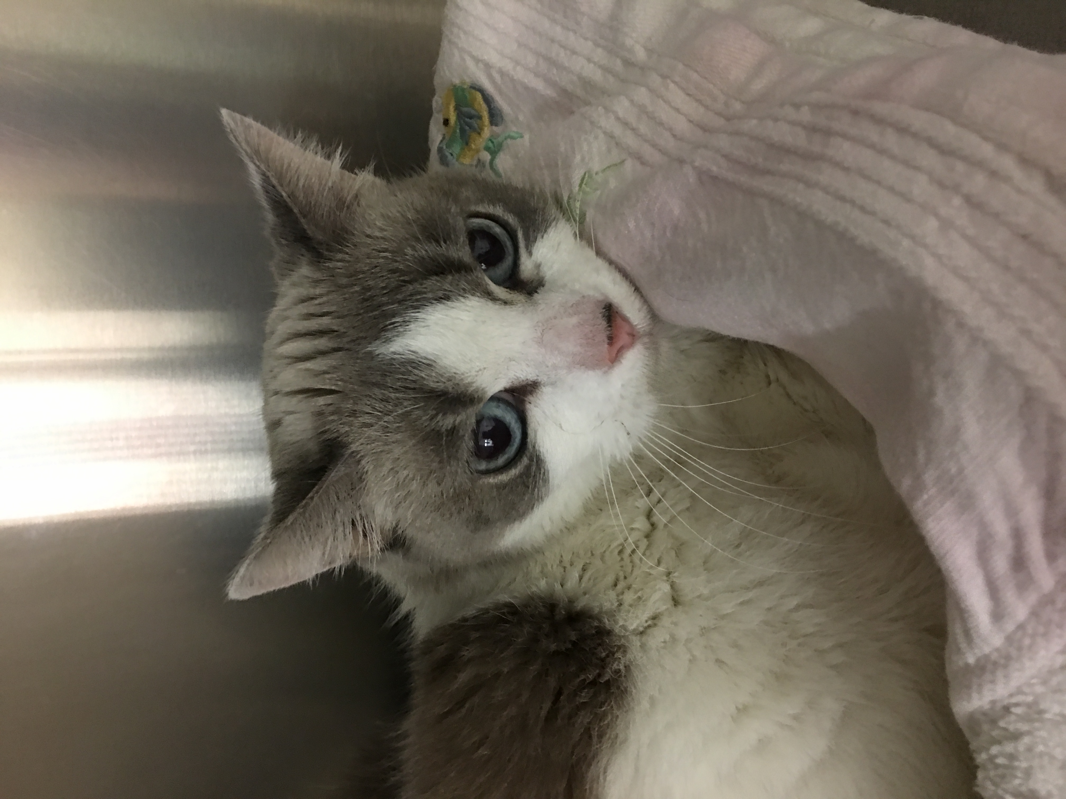 Tess - Great River Rescue