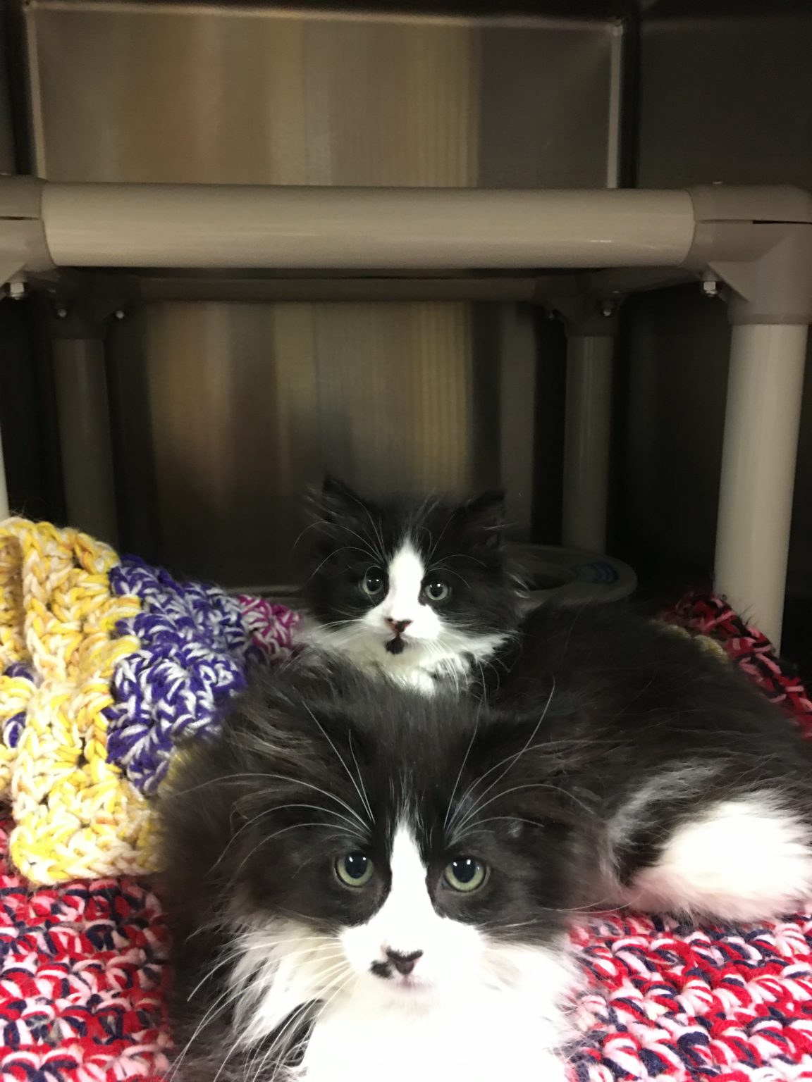 Marsh & Mellow (now Cleo) - Great River Rescue